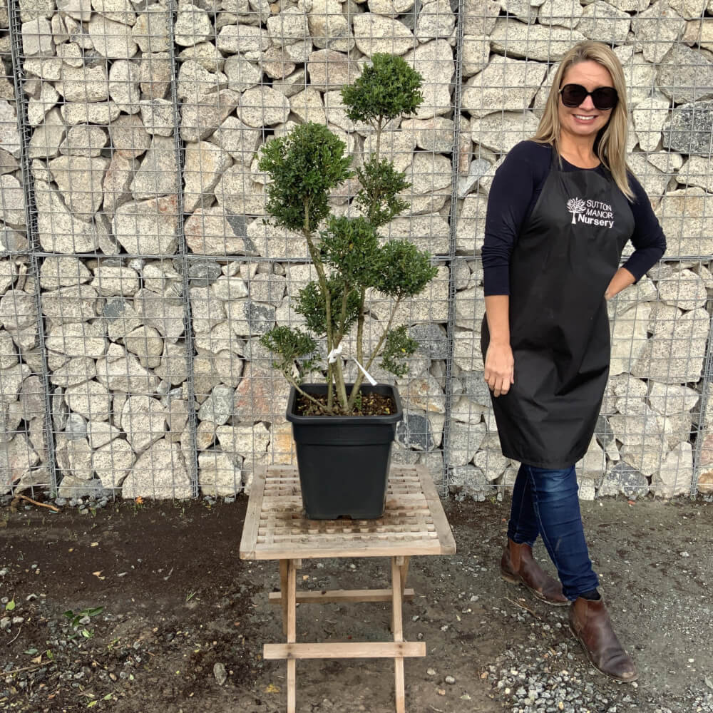 Small Ilex Clouds Archives - Sutton Manor Nursery