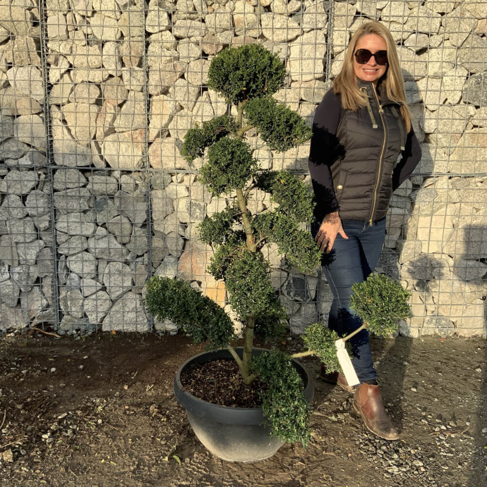 Medium/Large Ilex Cloud Archives - Sutton Manor Nursery