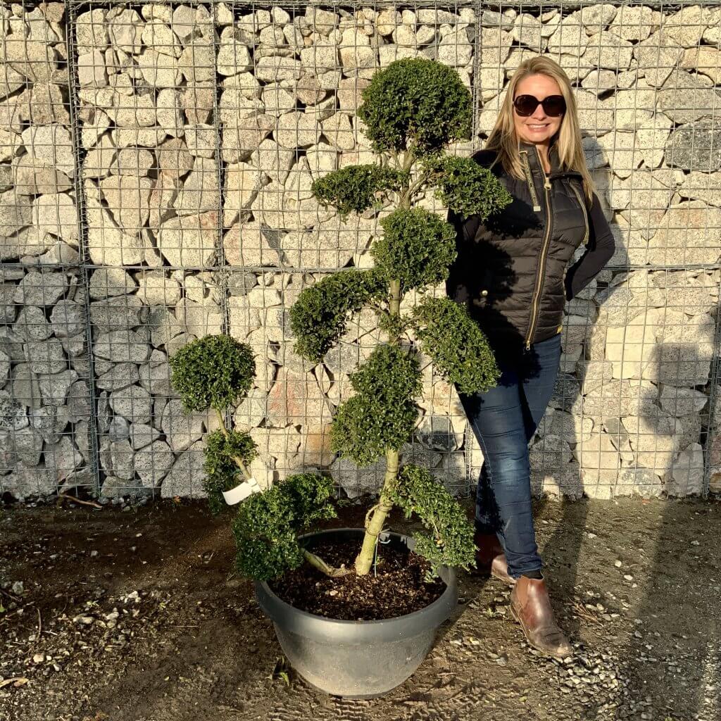 Ilex Crenata Cloud Trees Archives - Sutton Manor Nursery