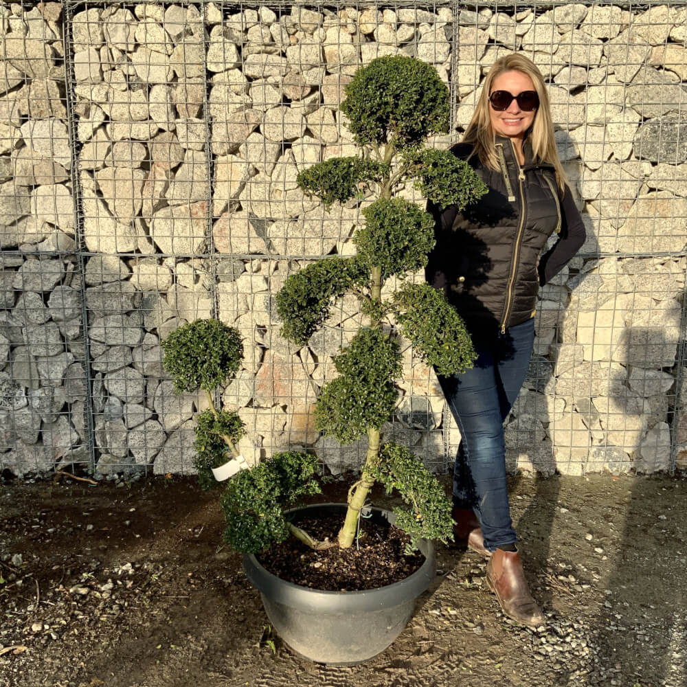 Large Ilex Clouds Archives - Sutton Manor Nursery