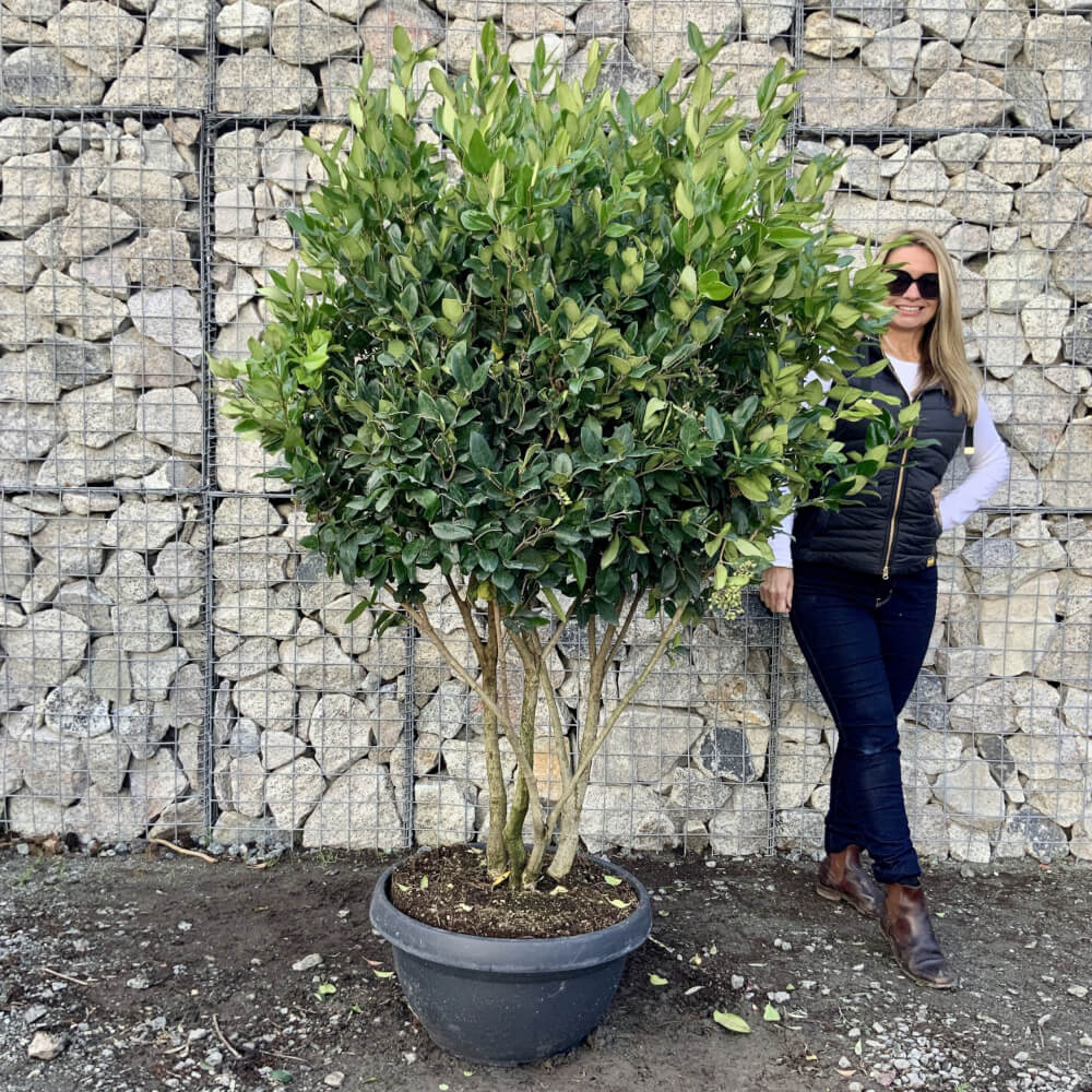 Ligustrum Texanum Floating Clouds Archives - Sutton Manor Nursery
