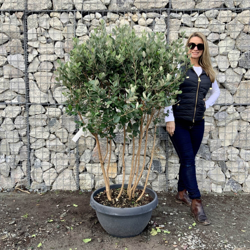 Feijoa Sellowiana Floating Clouds Archives - Sutton Manor Nursery