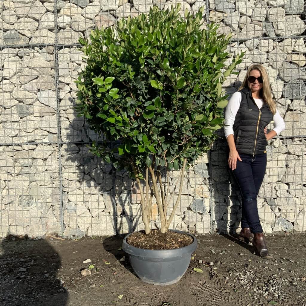 Ligustrum Texanum Floating Clouds Archives - Sutton Manor Nursery