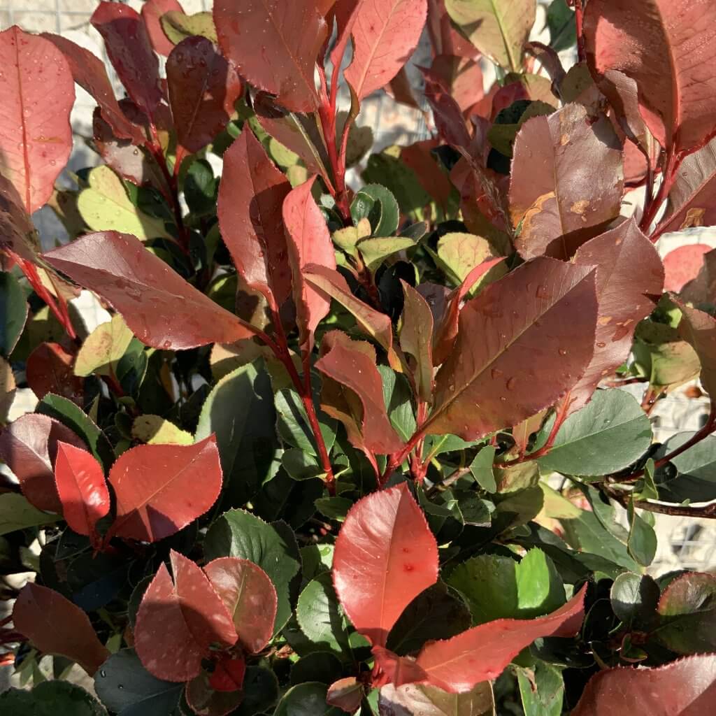 Photinia Nana (Little Red Robin) Pom Pom (LARGE) F963 - Sutton Manor Nursery