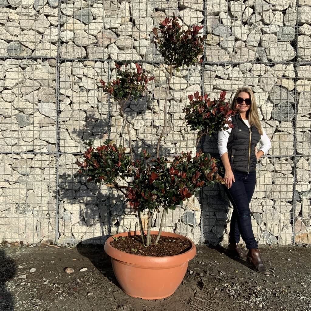 Floating Cloud & Pom Pom Trees Archives - Sutton Manor Nursery