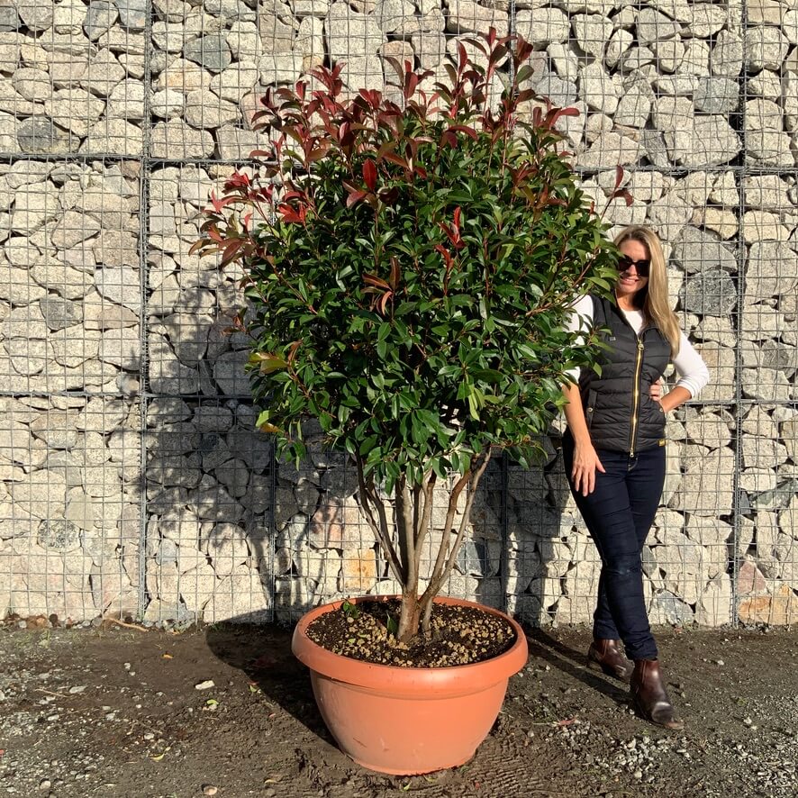 RED ROBIN Archives - Sutton Manor Nursery