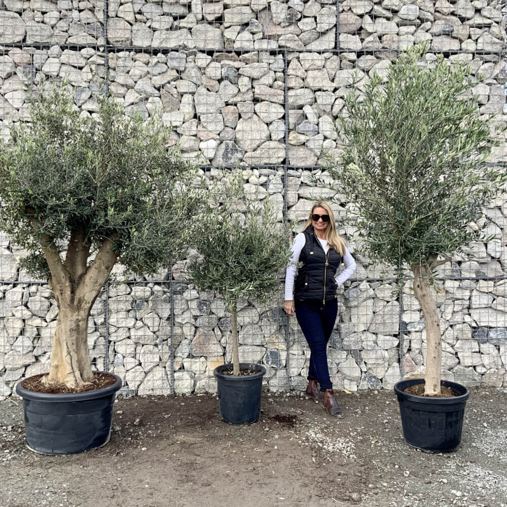 Buy Olive Trees UK | For Sale Online | Wide Range