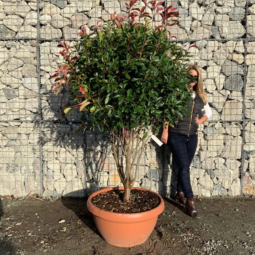 RED ROBIN Archives - Sutton Manor Nursery