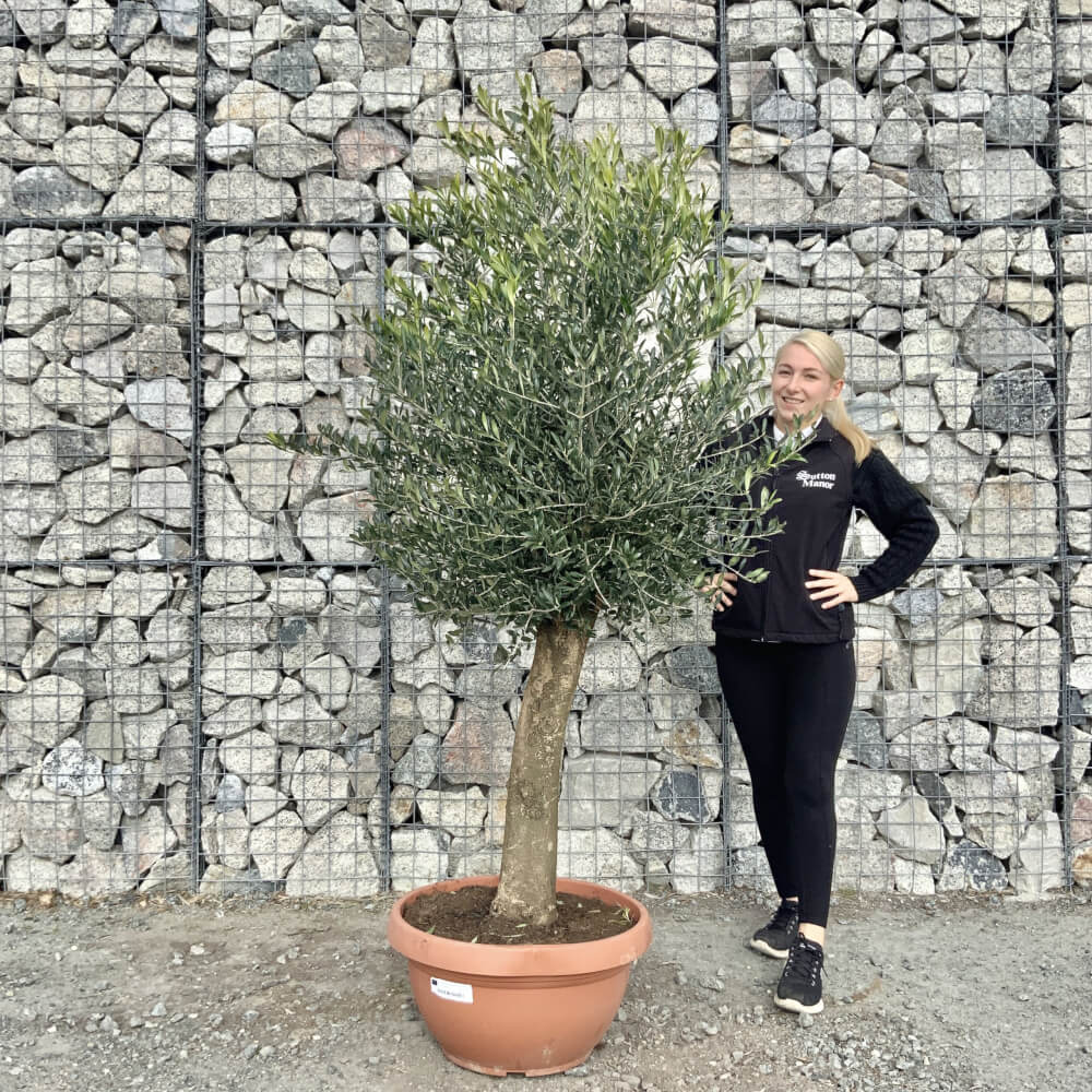 Tuscan Olive Tree XXL Natural Crown (In Patio Pot) 1.70 – 1.80 CM ...