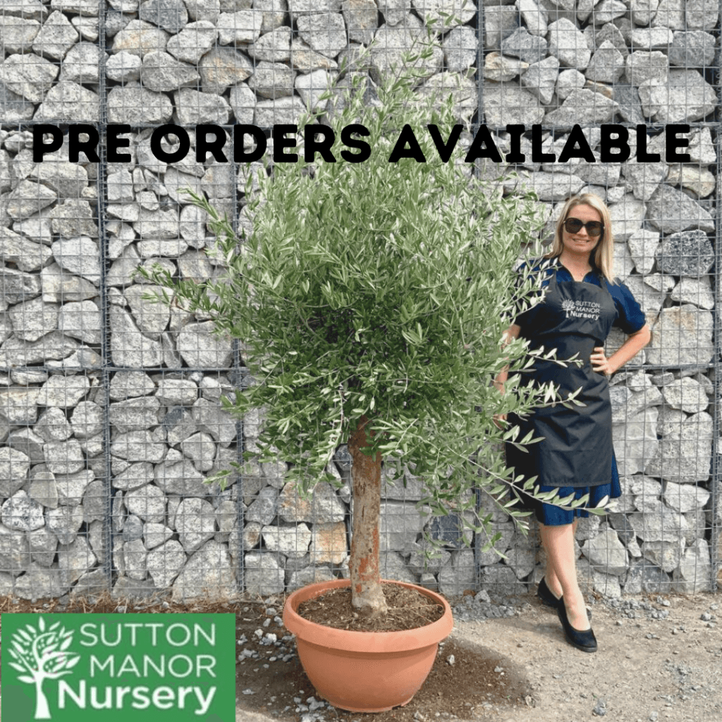 Buy Tuscan Olive Trees UK | For Sale Online | Wide Range