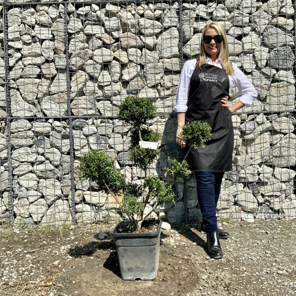 Small Ilex Clouds Archives - Sutton Manor Nursery