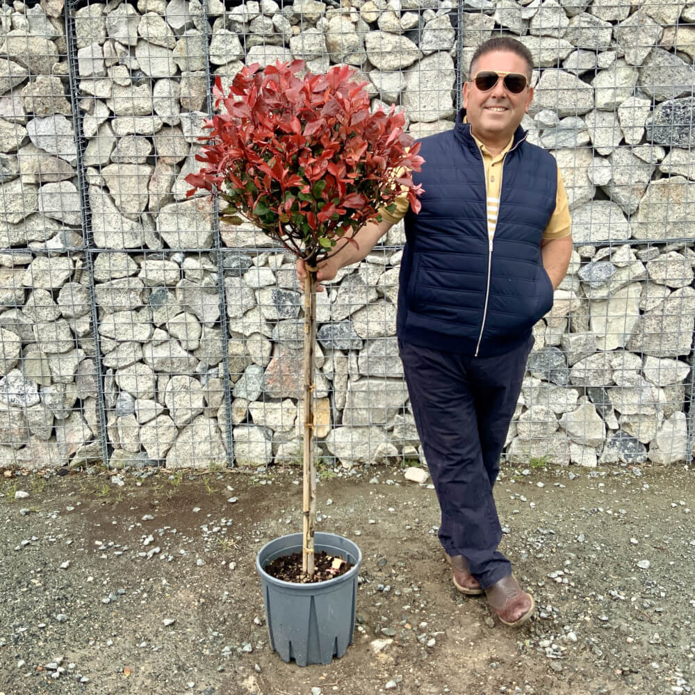 Red Robin (Photinia) Archives - Sutton Manor Nursery