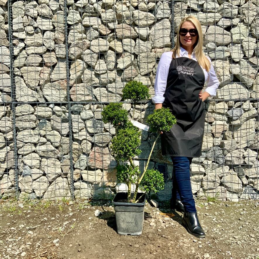 Small Ilex Clouds Archives - Sutton Manor Nursery