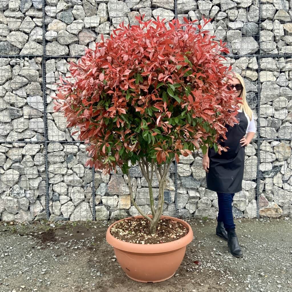 Red Robin (Photinia) Archives - Sutton Manor Nursery