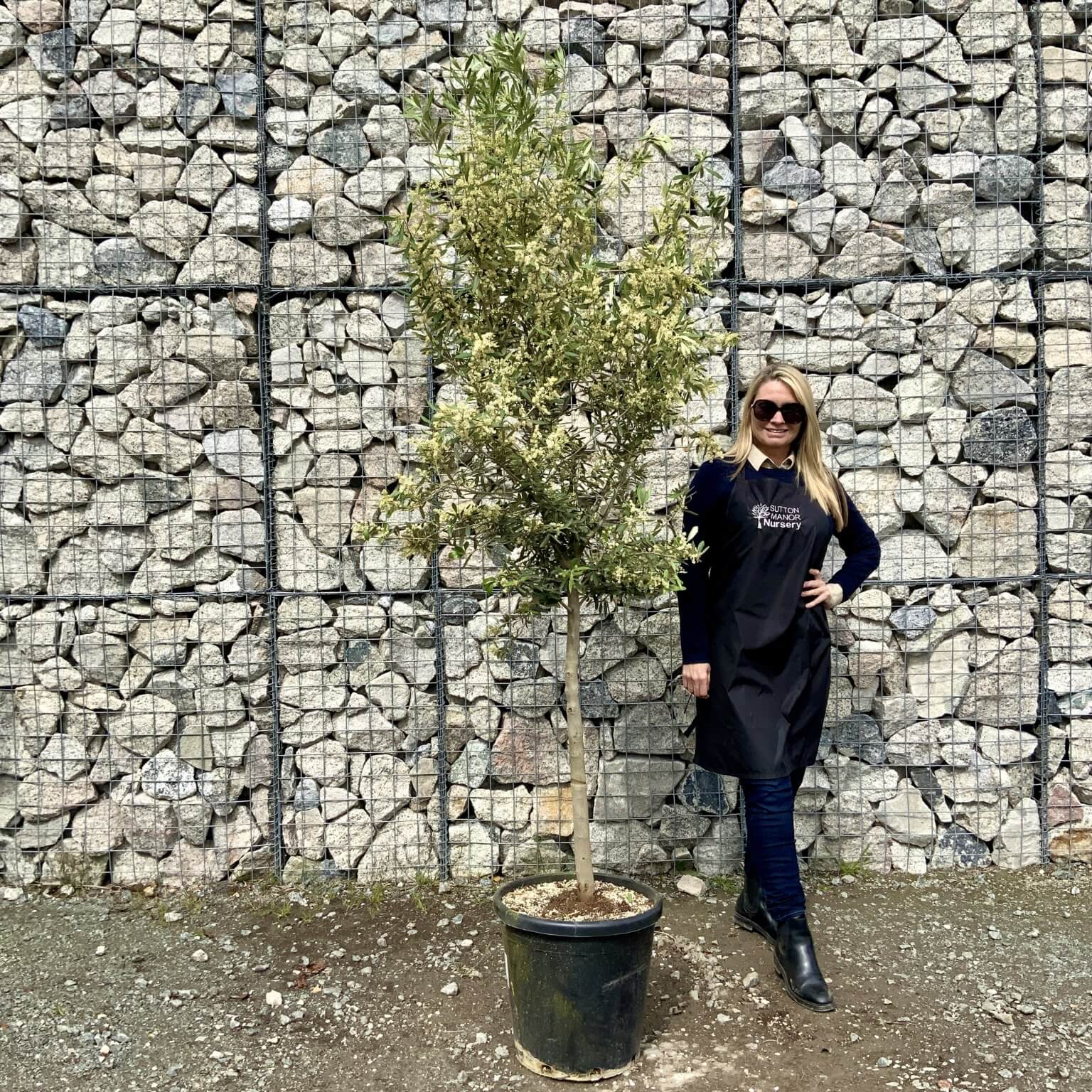 Buy Olive Trees UK | For Sale Online | Wide Range