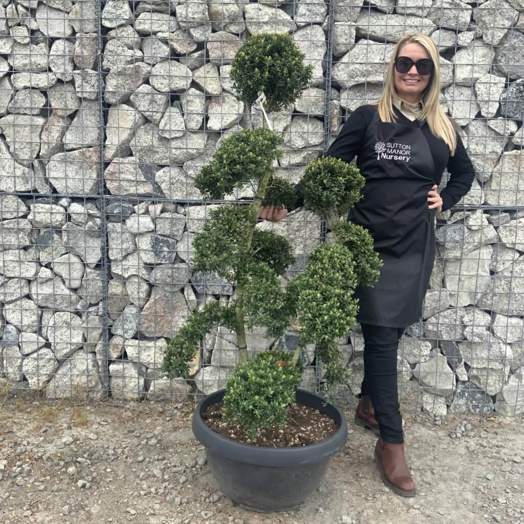 Medium/Large Ilex Cloud Archives - Sutton Manor Nursery