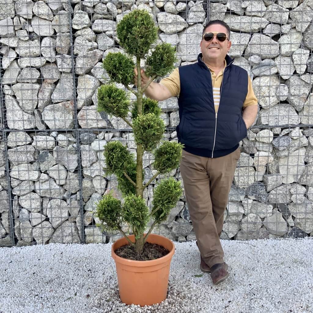 Individual Cloud & Pom Pom Trees Archives - Sutton Manor Nursery