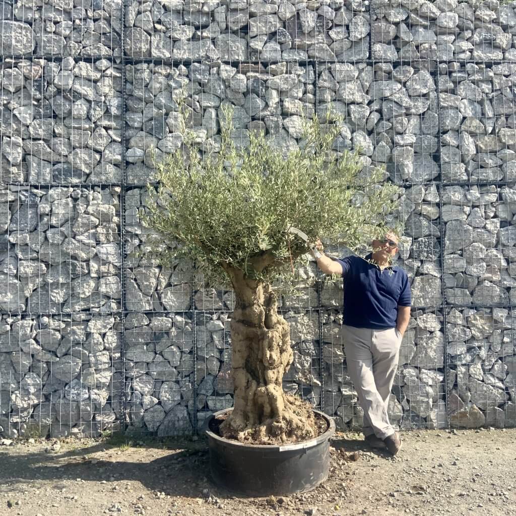 Gnarled Multi Stems XXL (Low Bowl Olive Trees) Archives - Sutton Manor ...