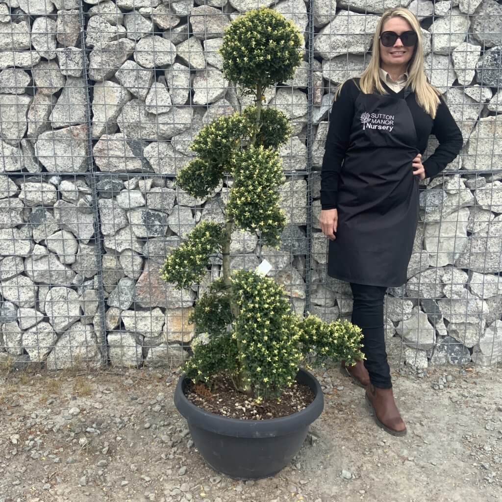 Medium/Large Ilex Cloud Archives - Sutton Manor Nursery