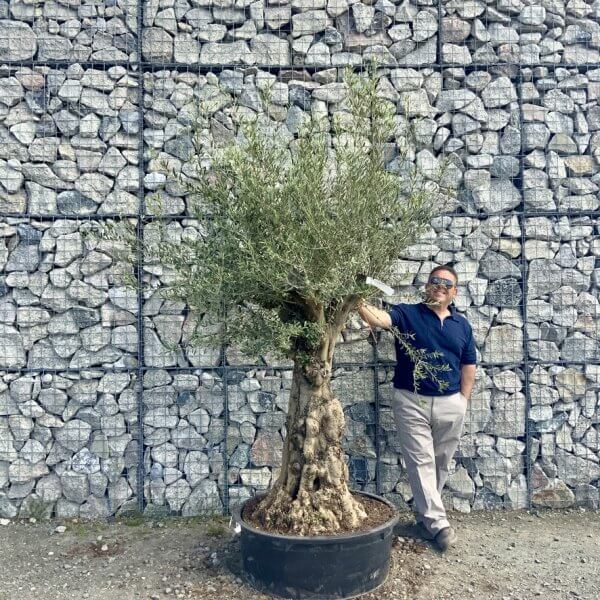 Gnarled Multi Stems XXL (Low Bowl Olive Trees) Archives - Sutton Manor ...