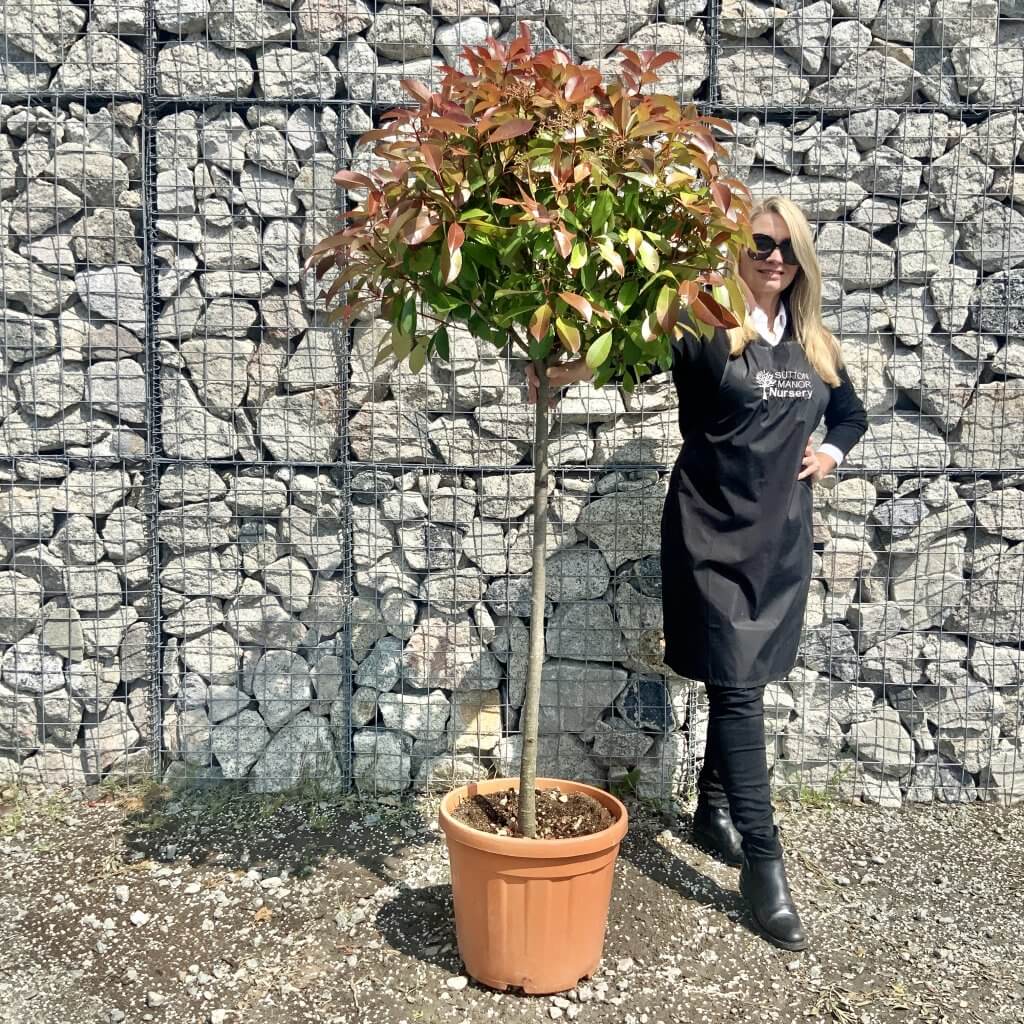Red Robin (Photinia) Archives - Sutton Manor Nursery