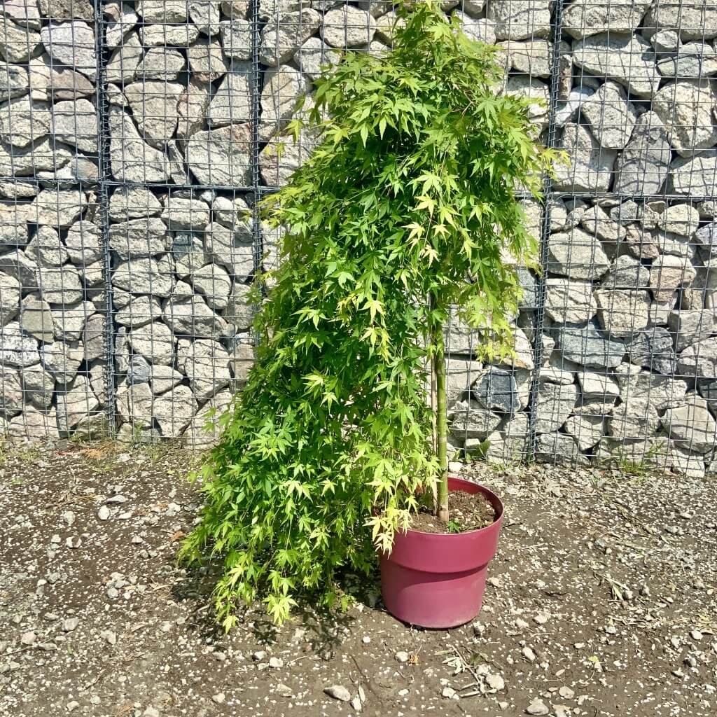Acer Palmatum Ryusen Weeping (Japanese Maple Tree) - Sutton Manor Nursery