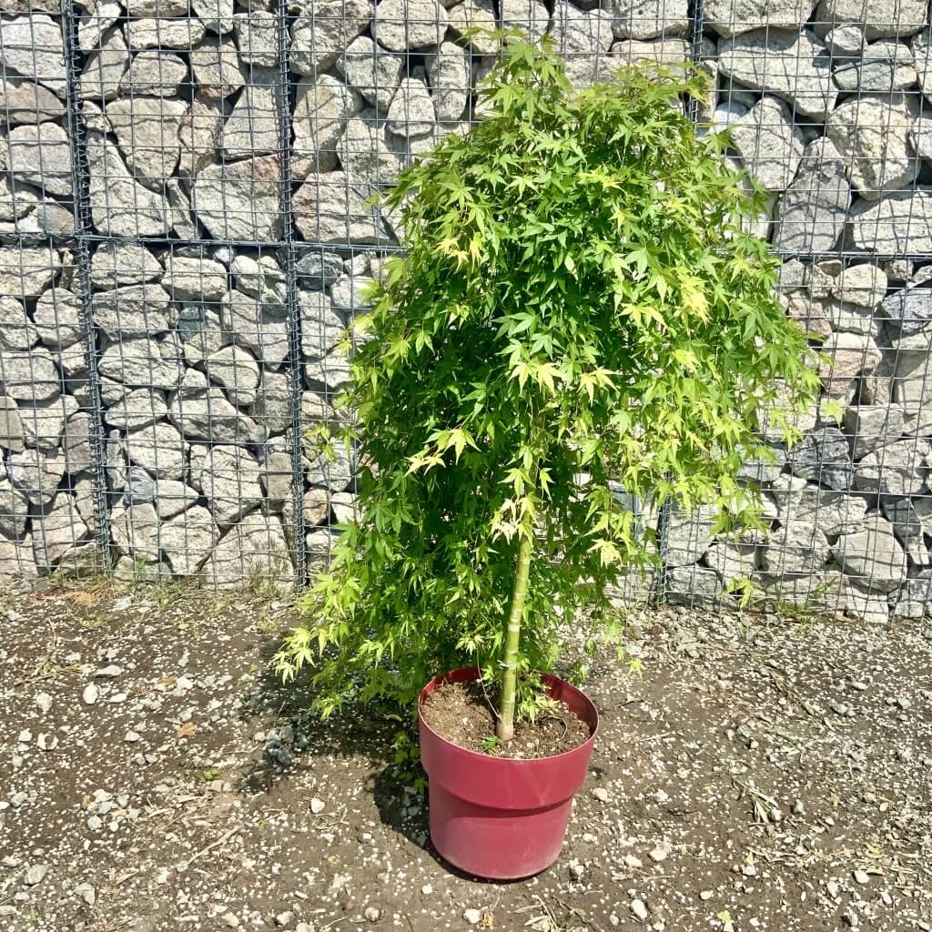 Acer Palmatum Ryusen Weeping (Japanese Maple Tree) - Sutton Manor Nursery