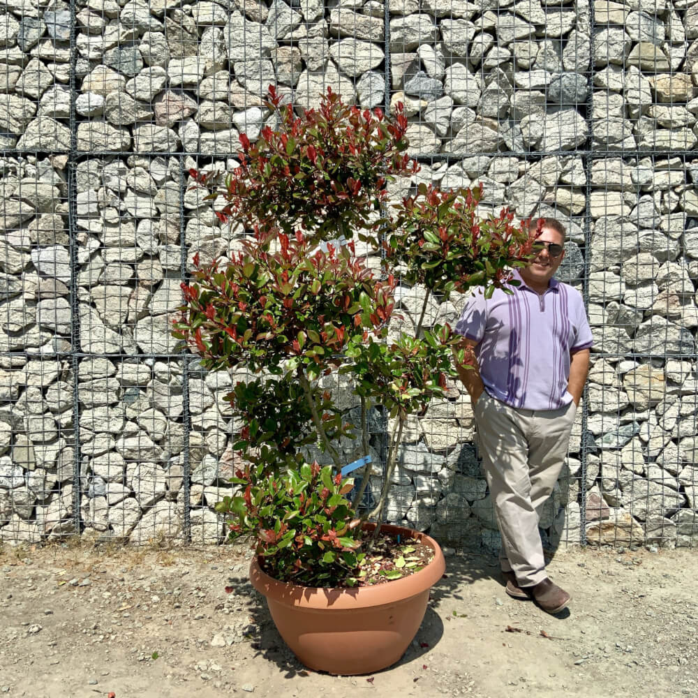 RED ROBIN Archives - Sutton Manor Nursery