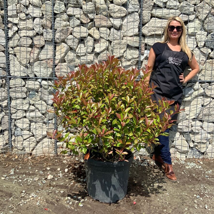 Red Robin (Photinia) Archives - Sutton Manor Nursery