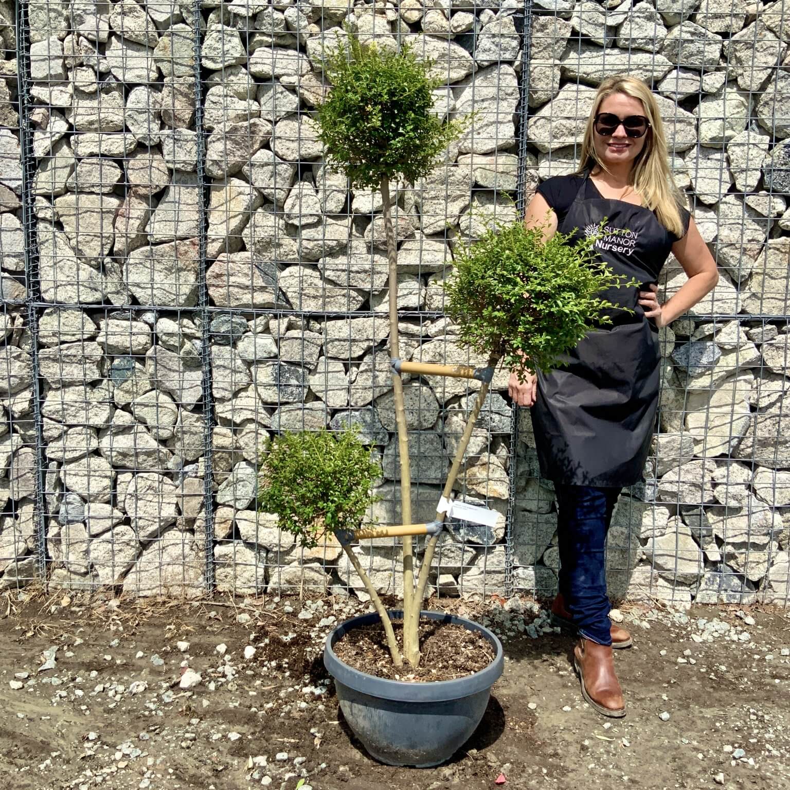 Buy Topiary Trees UK | For Sale Online | Wide Range