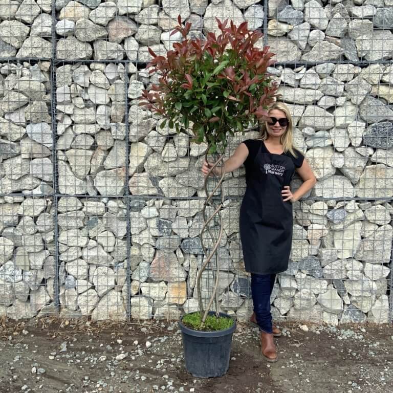 Red Robin Standards Archives - Sutton Manor Nursery