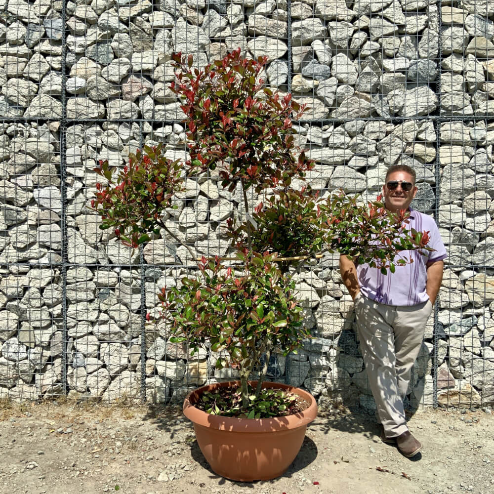 Individual Cloud & Pom Pom Trees Archives - Sutton Manor Nursery