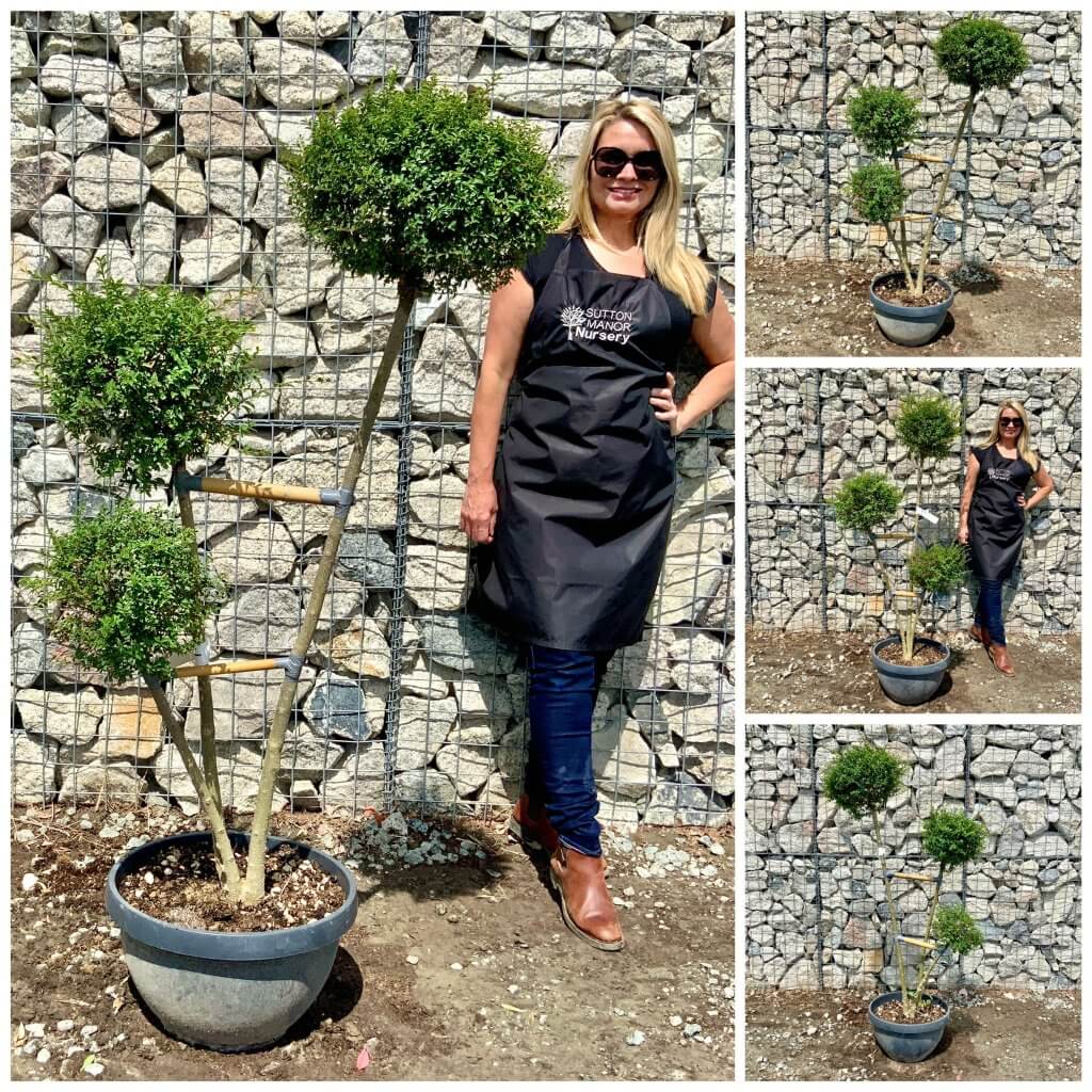 All Cloud & Pom Pon Archives - Sutton Manor Nursery