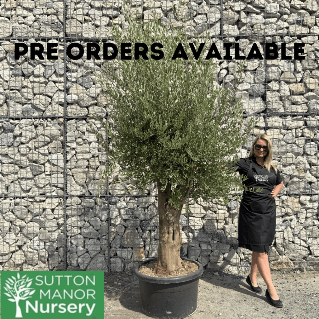 Buy Tuscan Olive Trees UK | For Sale Online | Wide Range