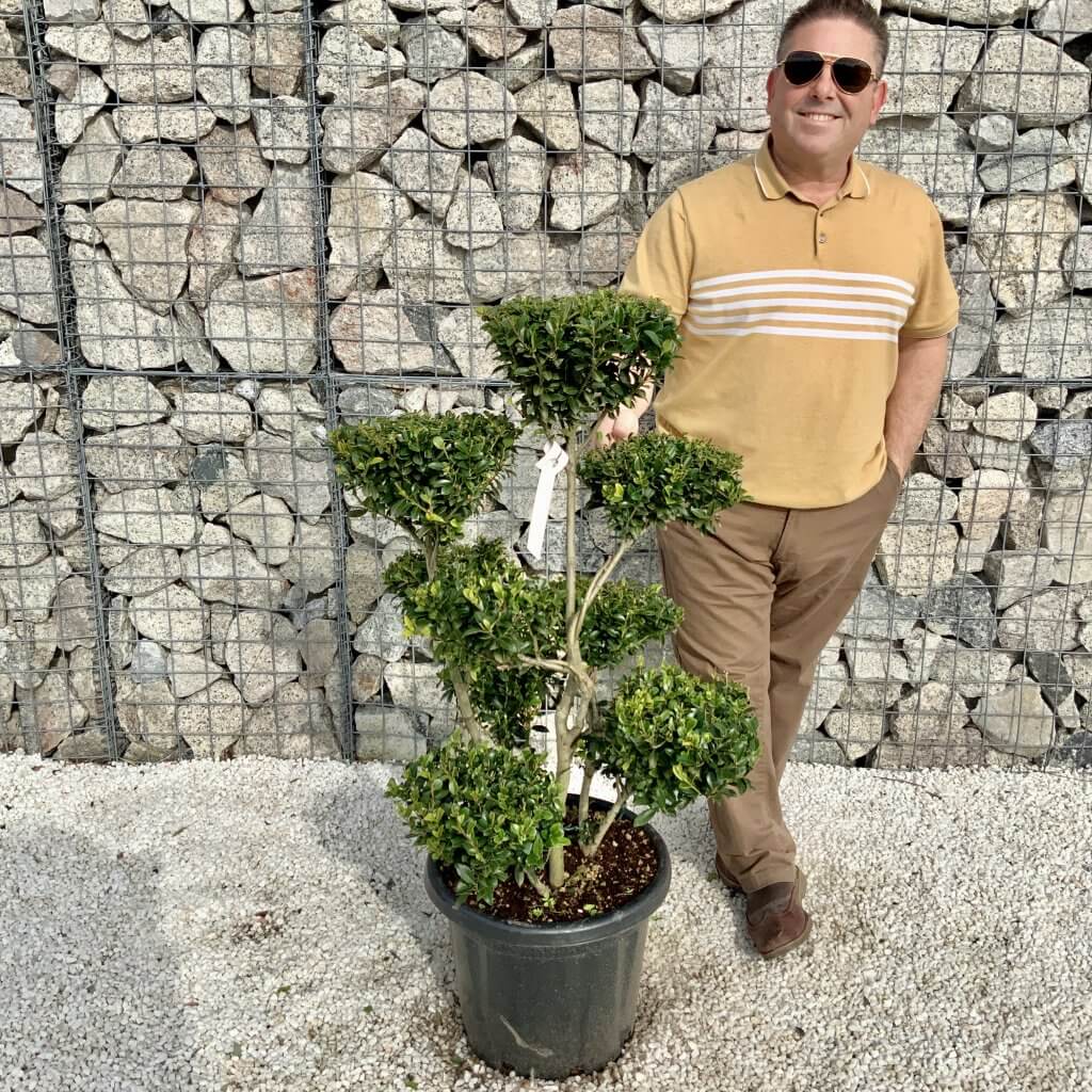 Ilex Crenata Cloud Trees Archives - Sutton Manor Nursery