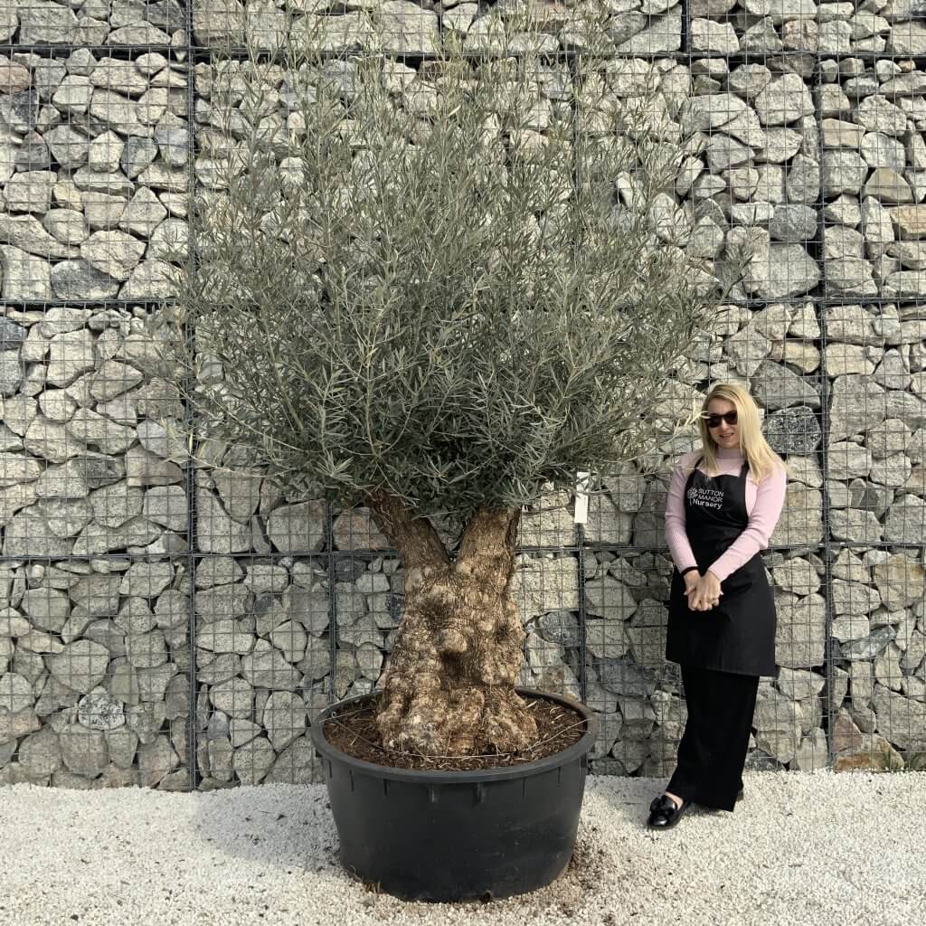 Buy Olive Trees UK | For Sale Online | Wide Range