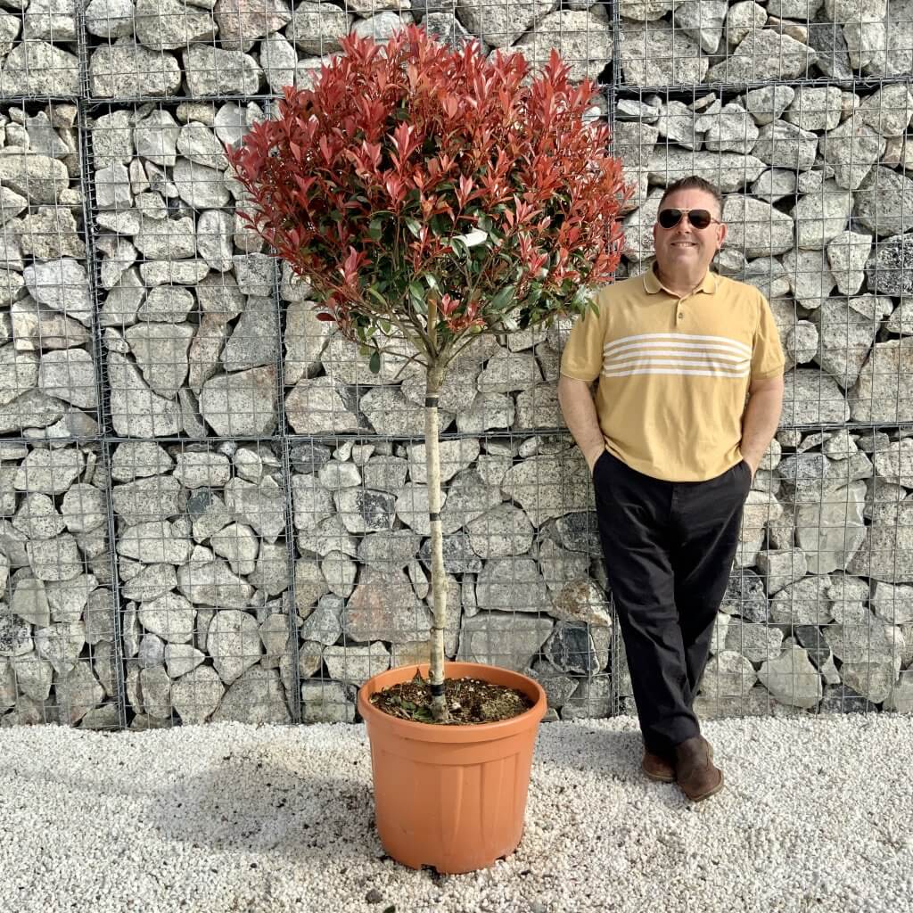 Red Robin Standards Archives - Sutton Manor Nursery