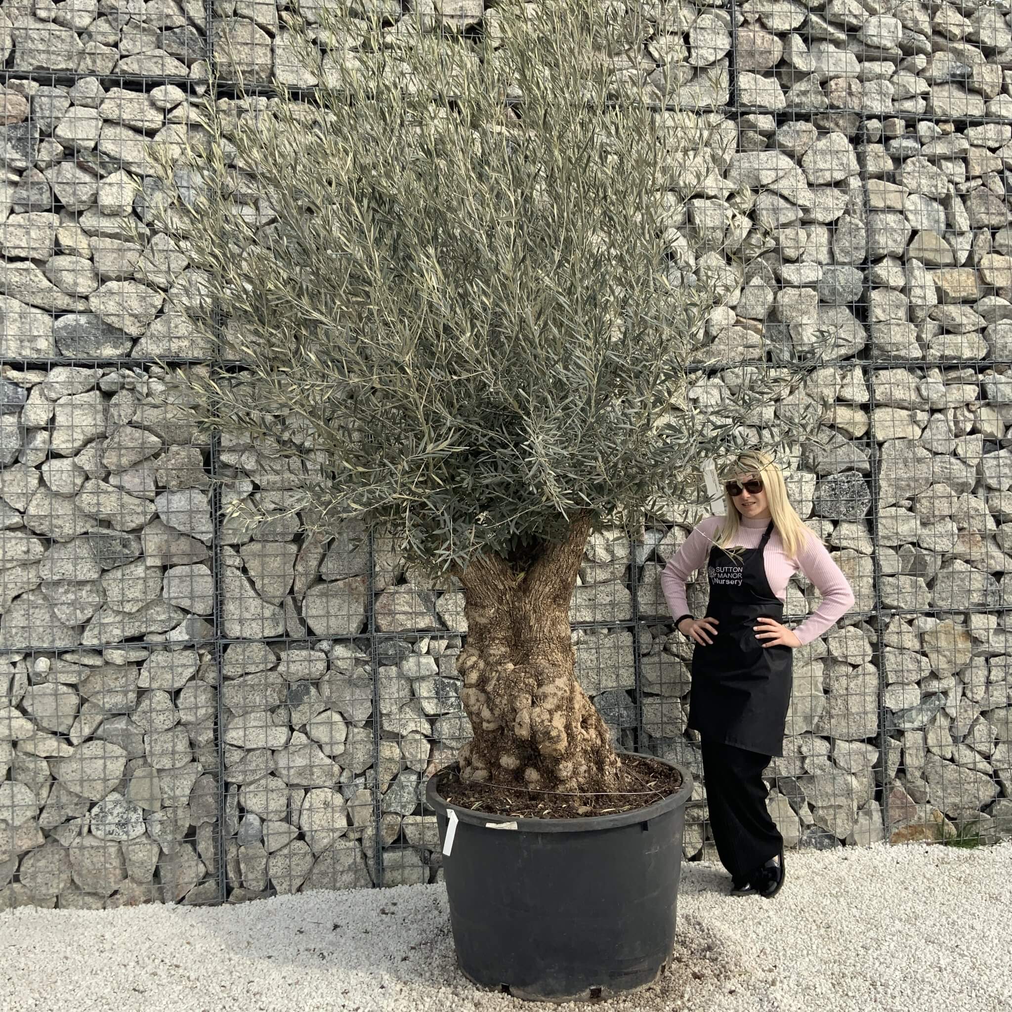 All Gnarled Olive Trees Archives - Sutton Manor Nursery