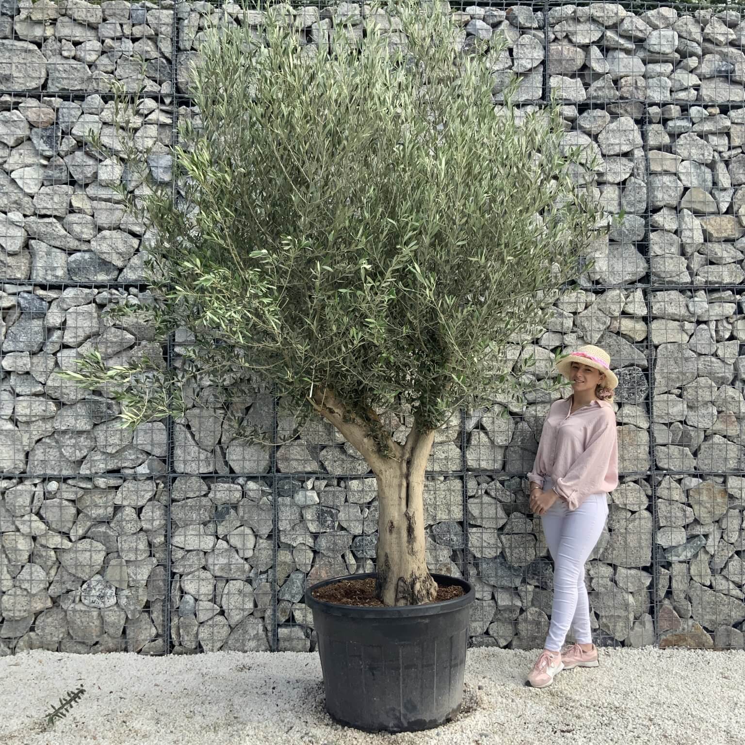 Buy Olive Trees UK | For Sale Online | Wide Range