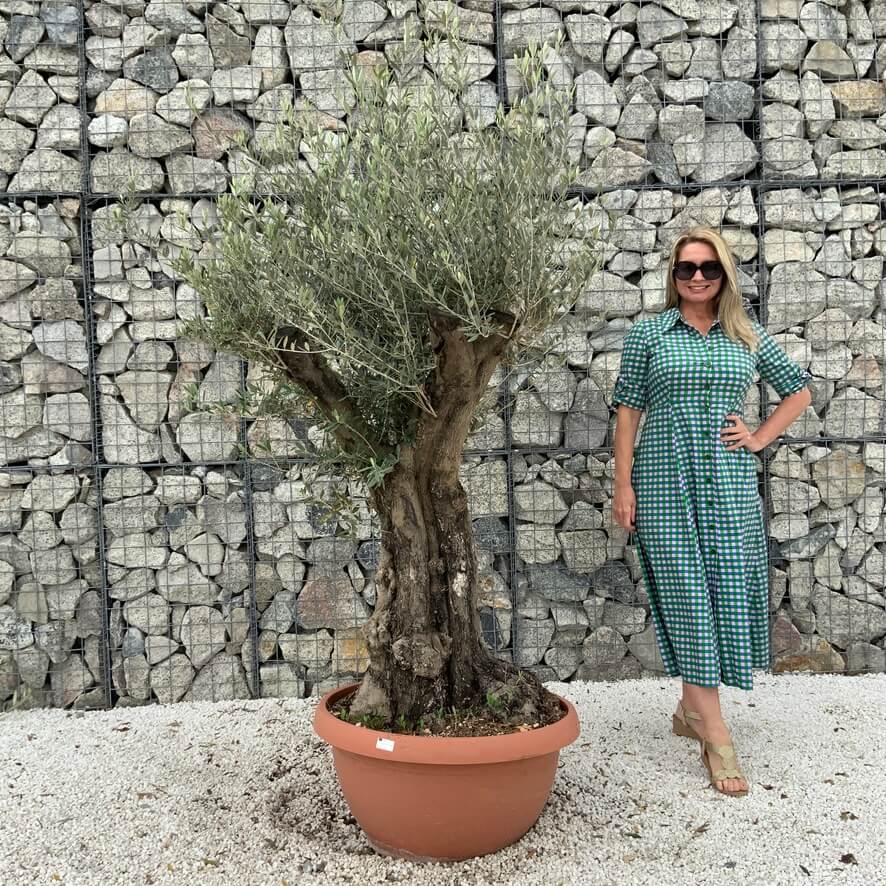 Buy Olive Trees UK | For Sale Online | Wide Range