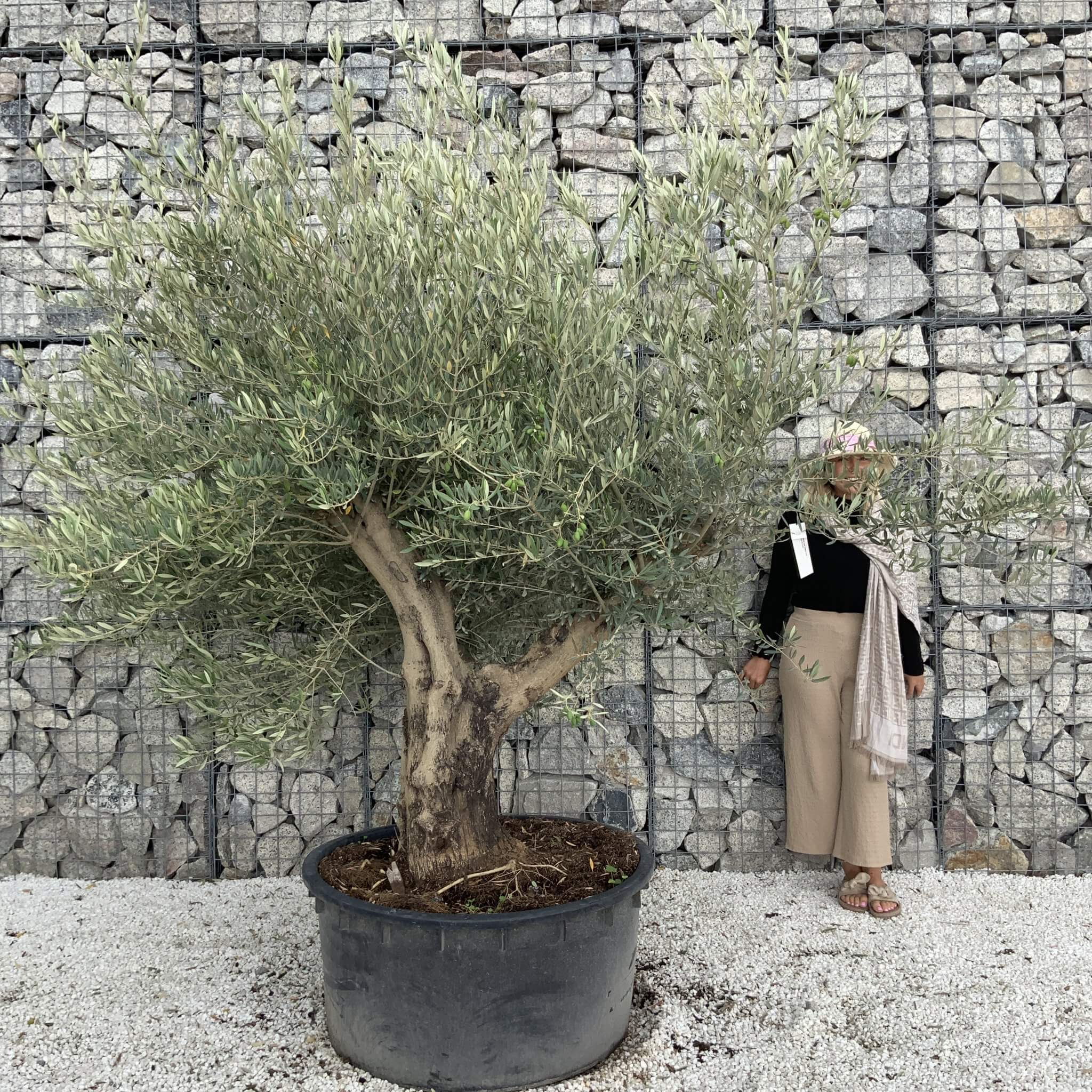 Buy Olive Trees UK | For Sale Online | Wide Range