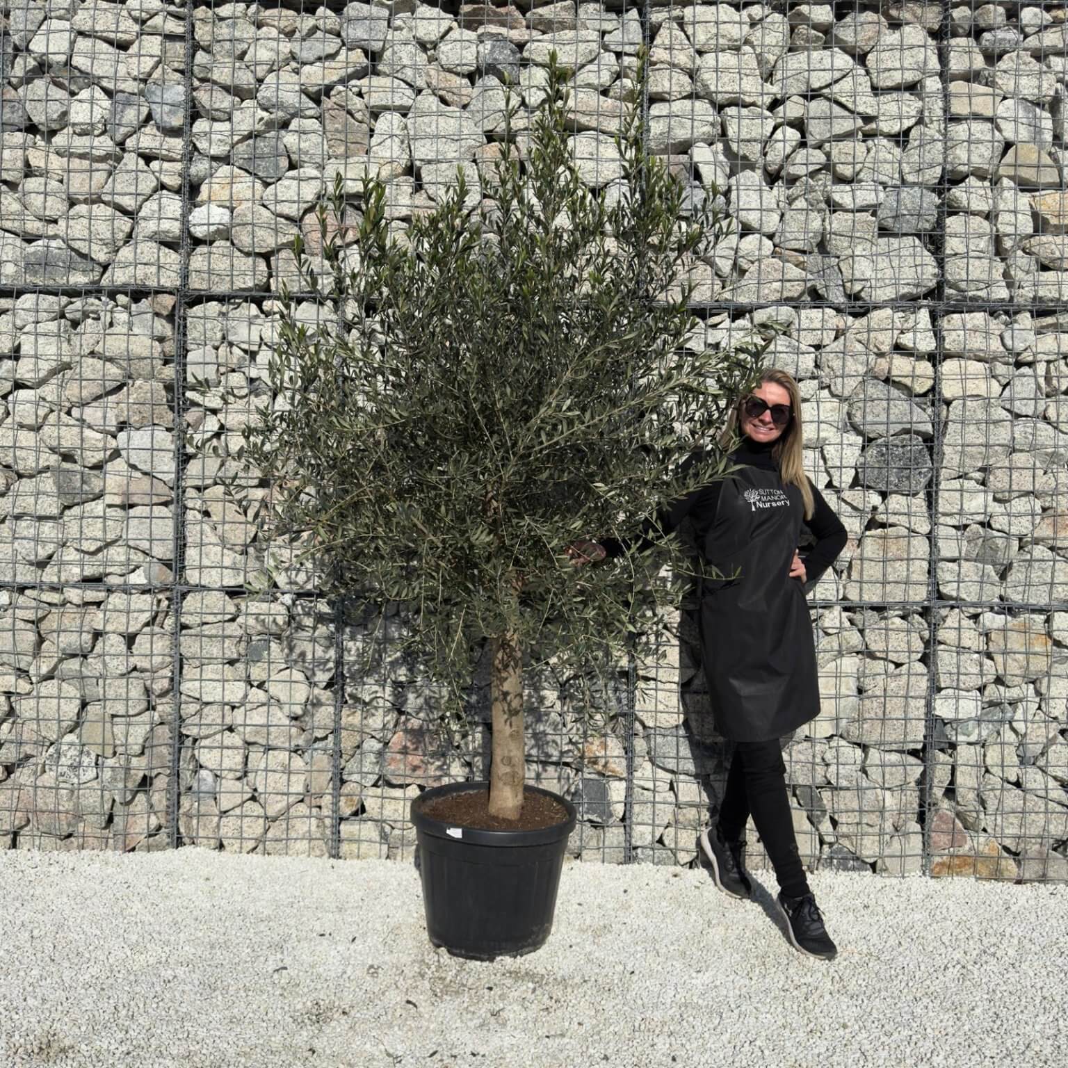 Buy Tuscan Olive Trees UK | For Sale Online | Wide Range