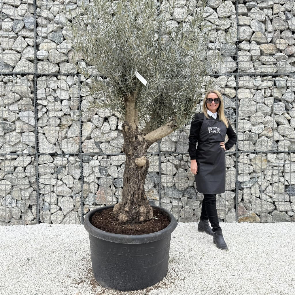 Buy Olive Trees UK | For Sale Online | Wide Range