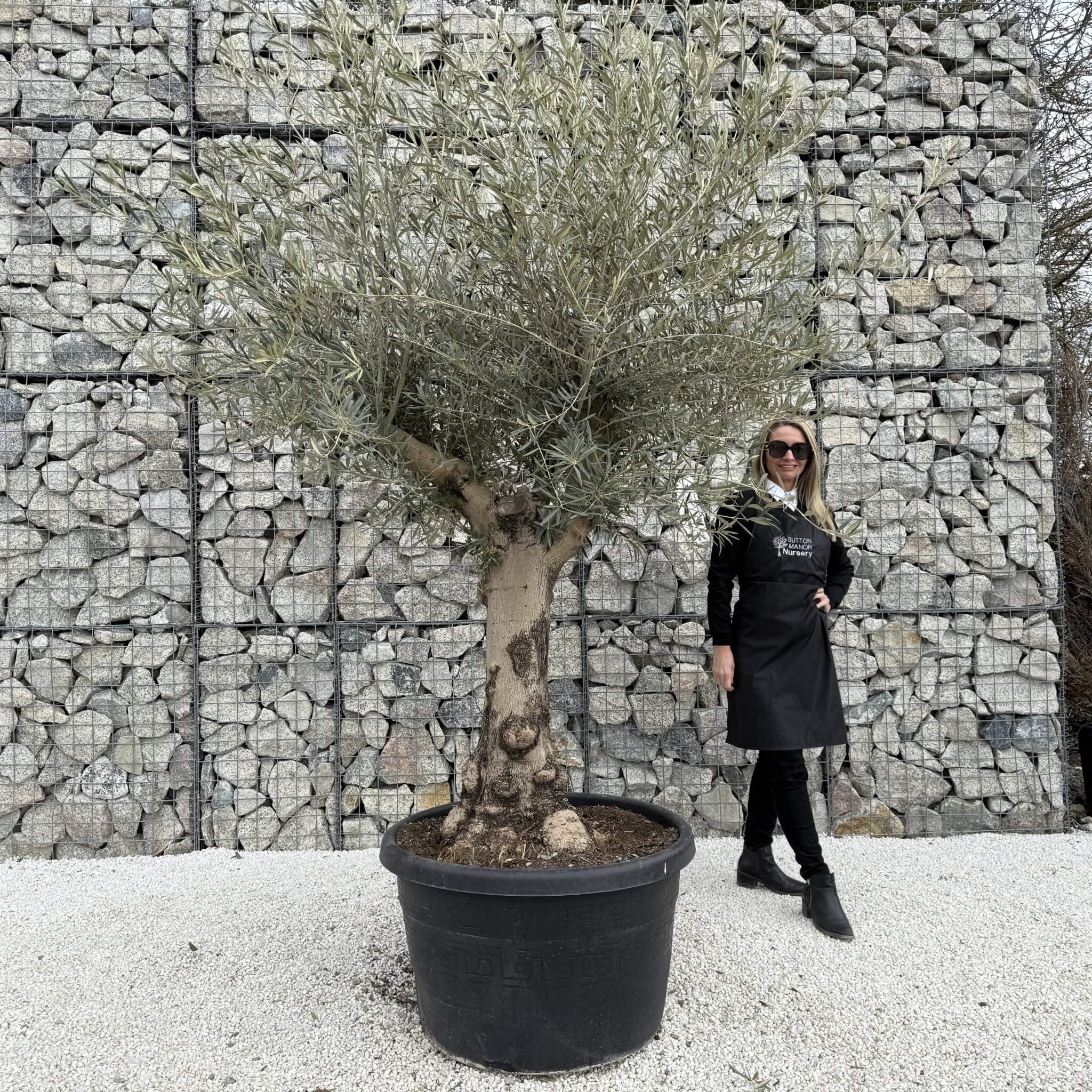 Buy Olive Trees UK | For Sale Online | Wide Range