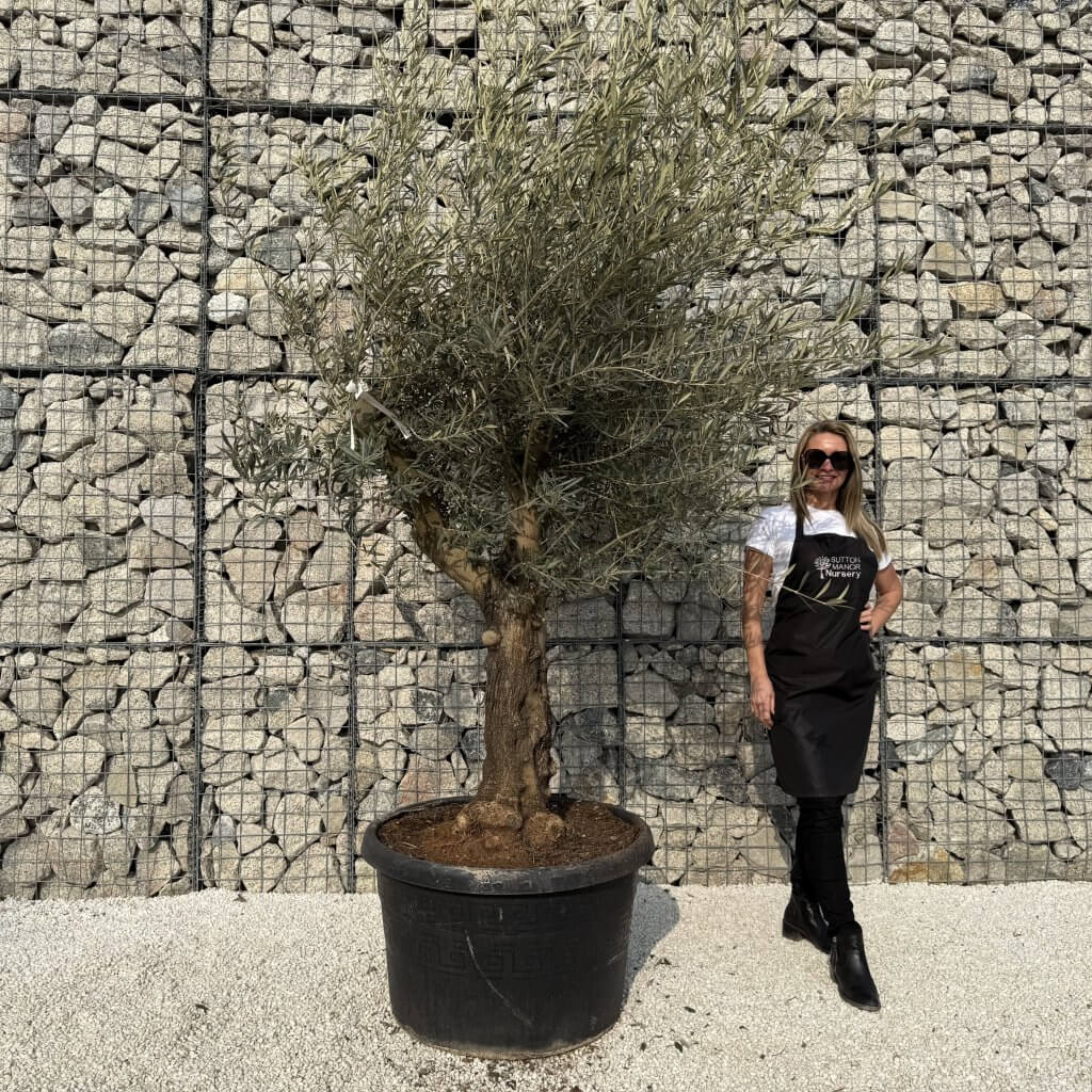 Buy Olive Trees UK | For Sale Online | Wide Range