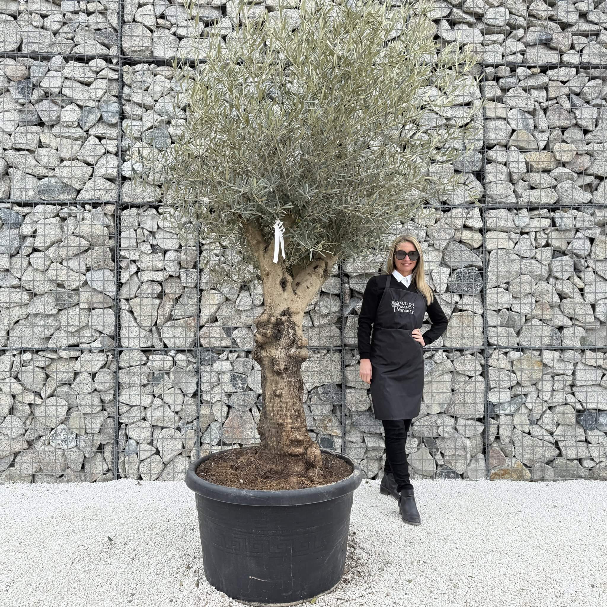 Buy Olive Trees UK | For Sale Online | Wide Range