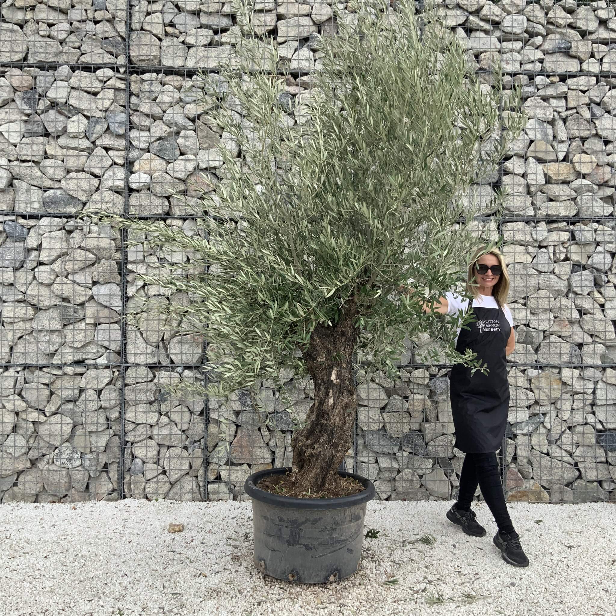Gnarled Olive Trees (Bella Range) - Sutton Manor Nursery
