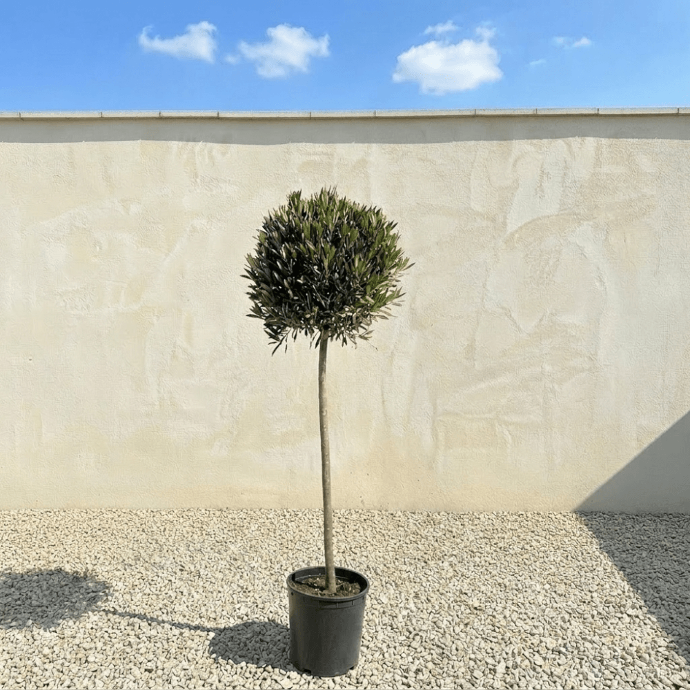 Angustifolia Standard Bay Tree 1.80M - Laurus Nobilis (Crown 50 - 60 ...