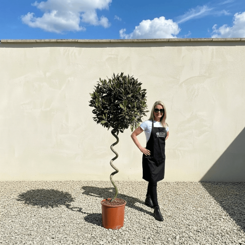 Bay Tree Standard Corkscrew Stem 1.75 - Laurus Nobilis (Crown 65-75cm ...