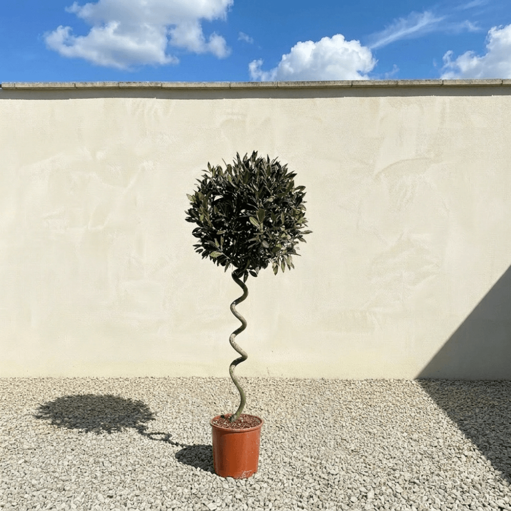 Bay Tree Standard Corkscrew Stem 1.75 - Laurus Nobilis (Crown 65-75cm ...